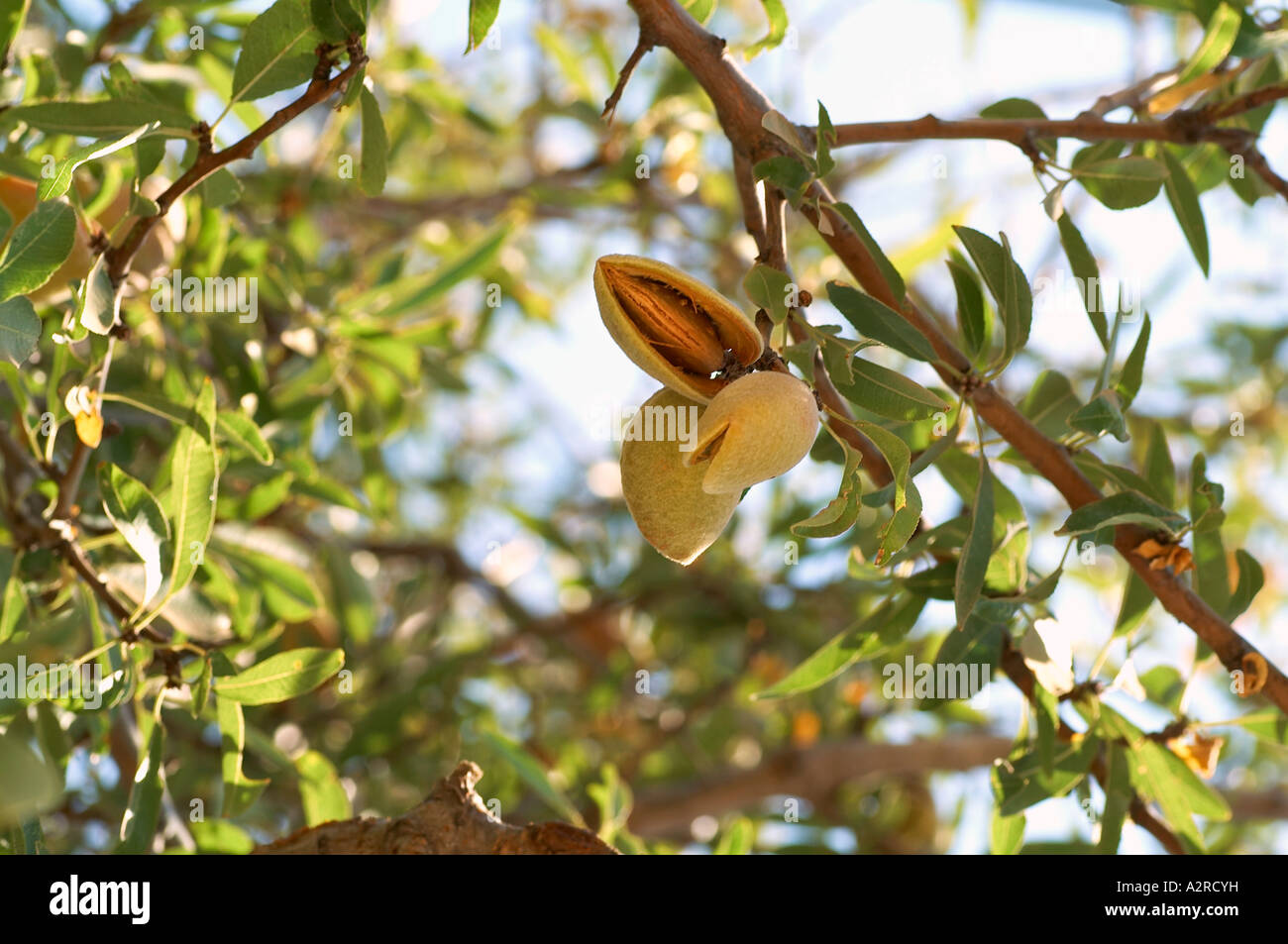Almonds on almond tree Stock Photo - Alamy