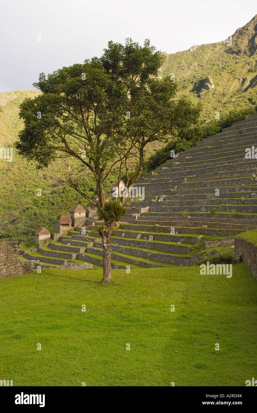 Terraces and huts at Machu Picchu ruins Peru Stock Photo - Alamy