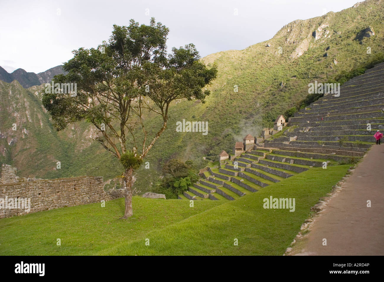 Terraces and huts at Machu Picchu ruins Peru Stock Photo - Alamy