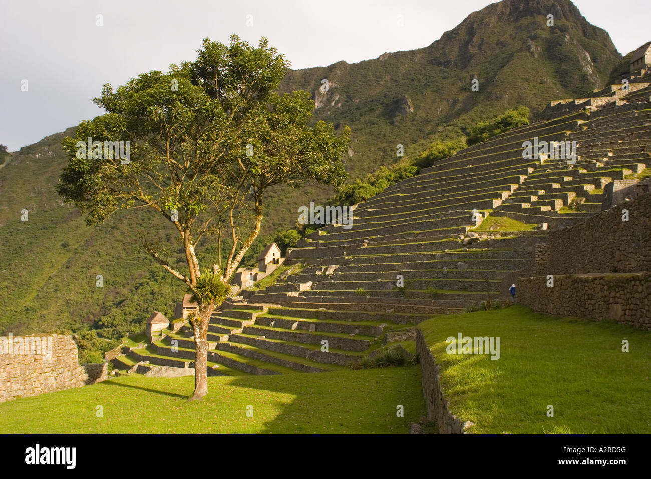 Terraces and huts at Machu Picchu ruins Peru Stock Photo - Alamy