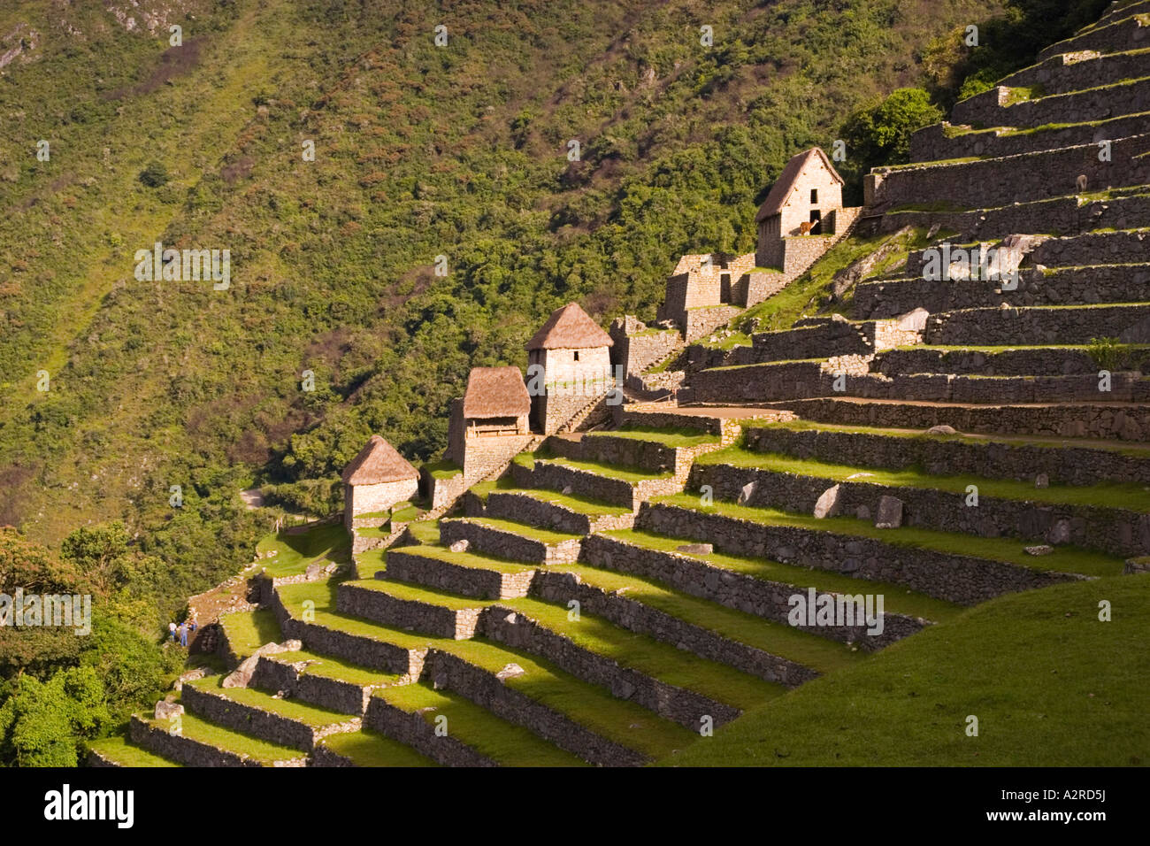 Terraces and huts at Machu Picchu ruins Peru Stock Photo - Alamy