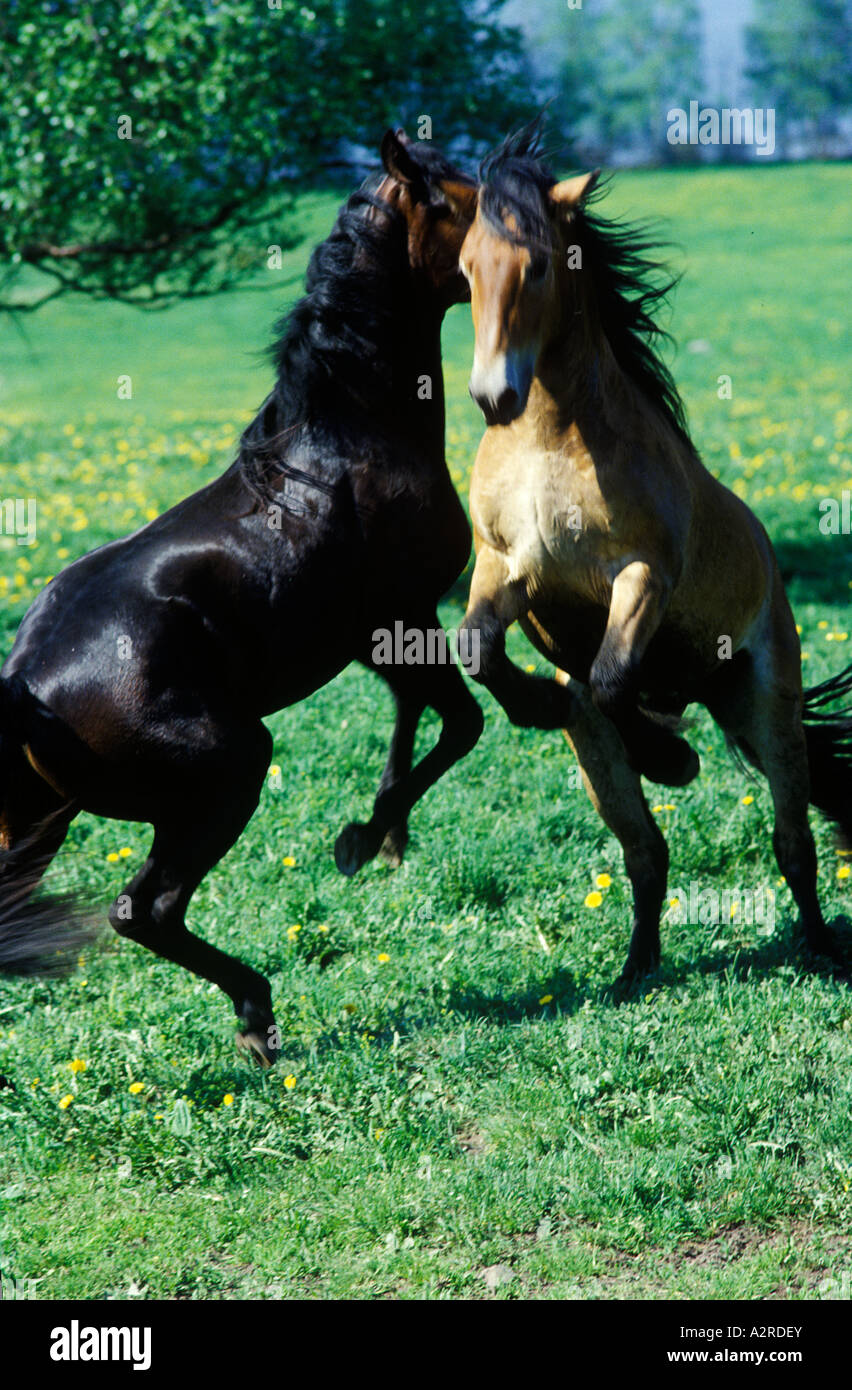 two stallions fighting about the leadership Stock Photo - Alamy