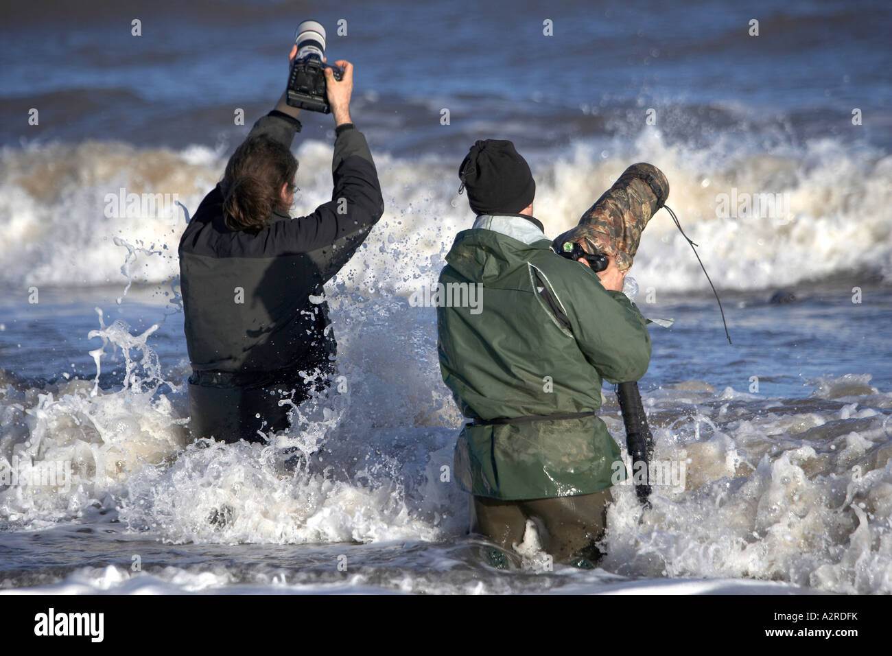 Two nature photographers wade into the sea to photograph Grey Seals at ...