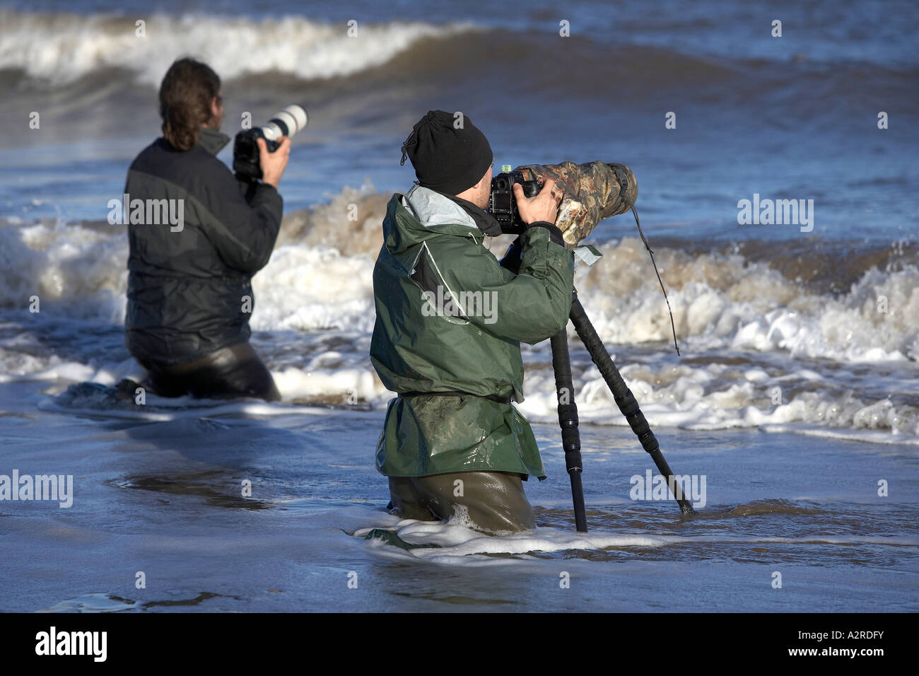 Two nature photographers wade into the sea to photograph Grey Seals at ...