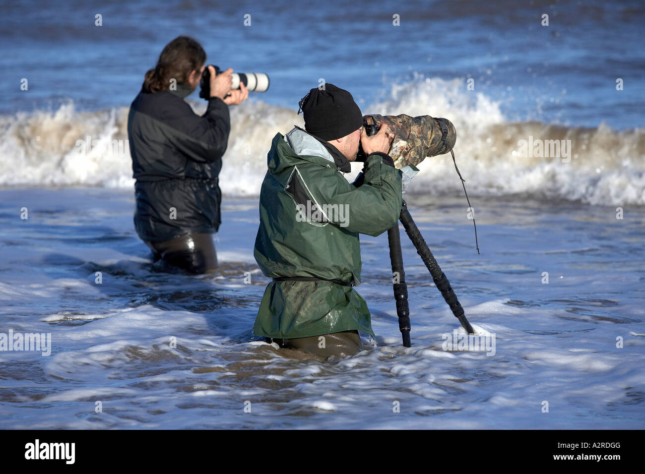 Two nature photographers wade into the sea to photograph Grey Seals at ...