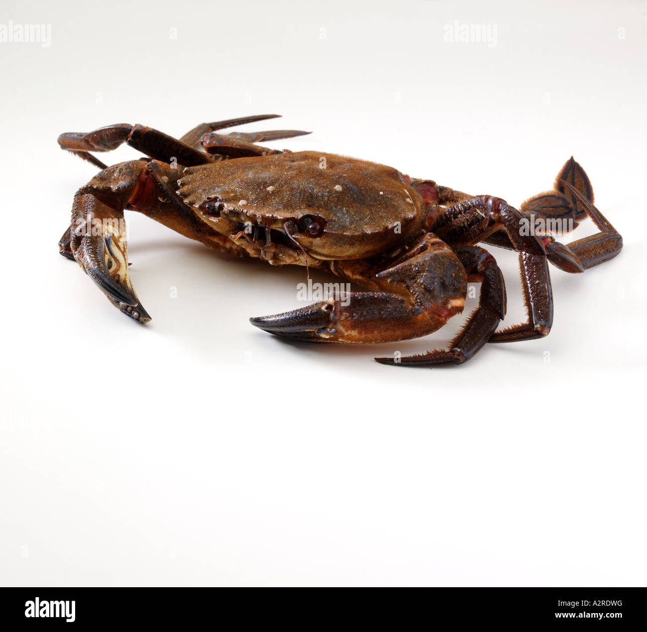Velvet Swimming Crab Necora puber Stock Photo - Alamy