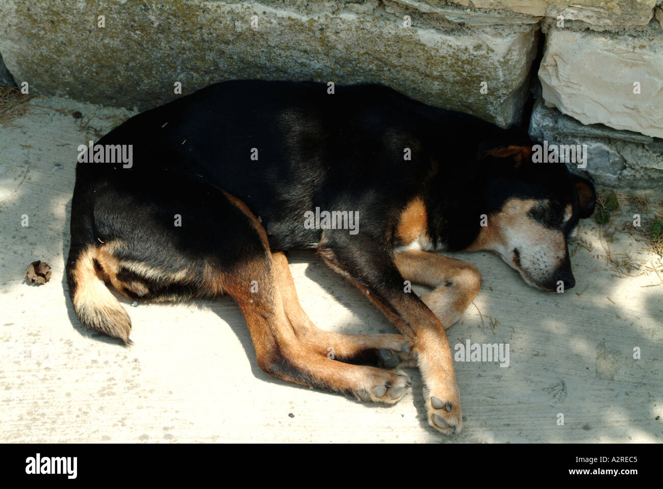 Sprawling dog hi-res stock photography and images - Alamy