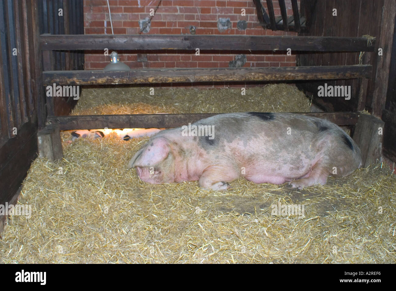 Gloucester Old Spot Pig Stock Photo - Alamy