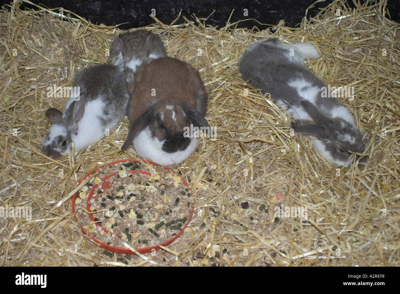 Long eared rabbits hi-res stock photography and images - Alamy