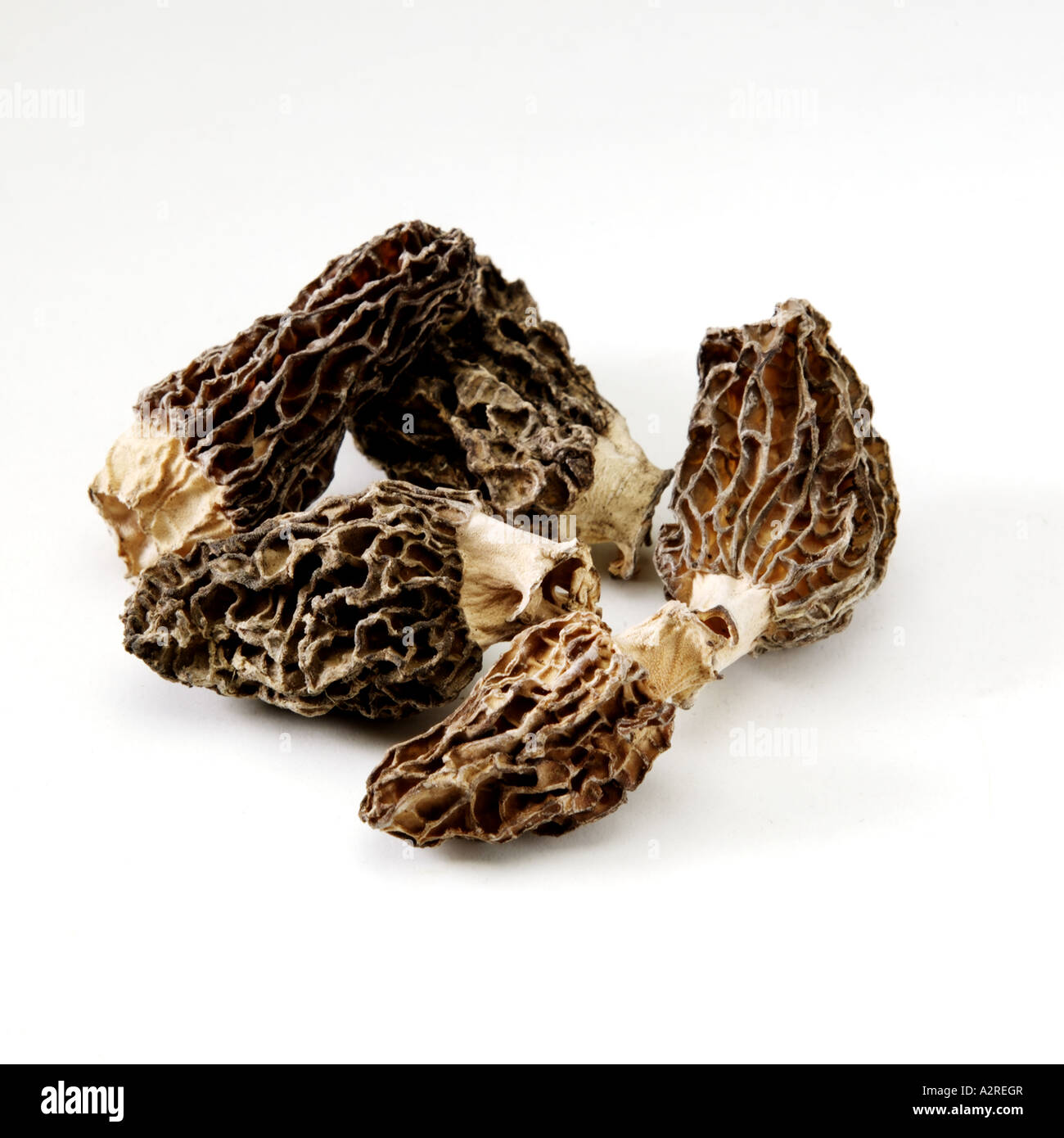 Morchella deliciosa hi-res stock photography and images - Alamy