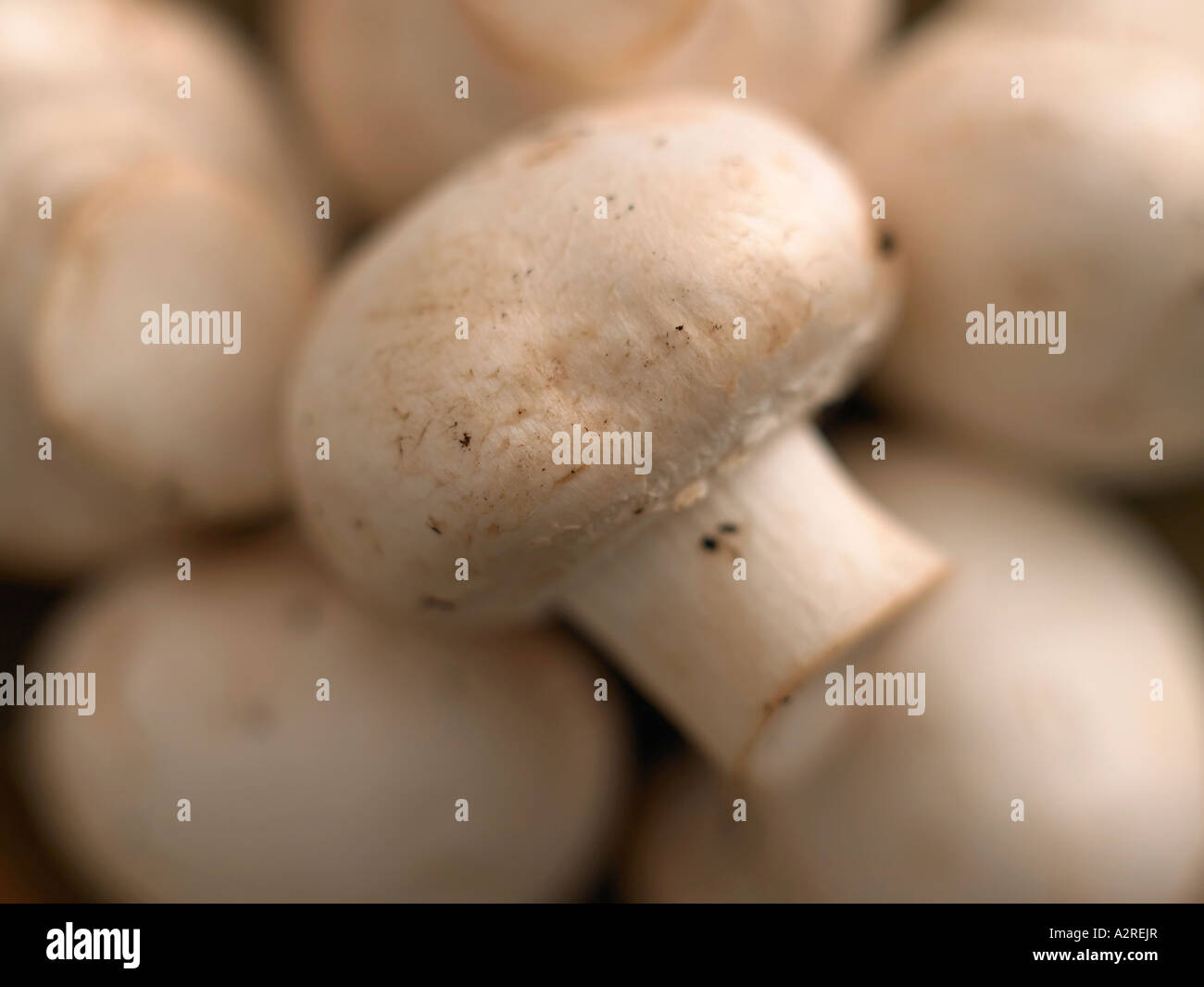 close up of raw mushrooms Stock Photo - Alamy