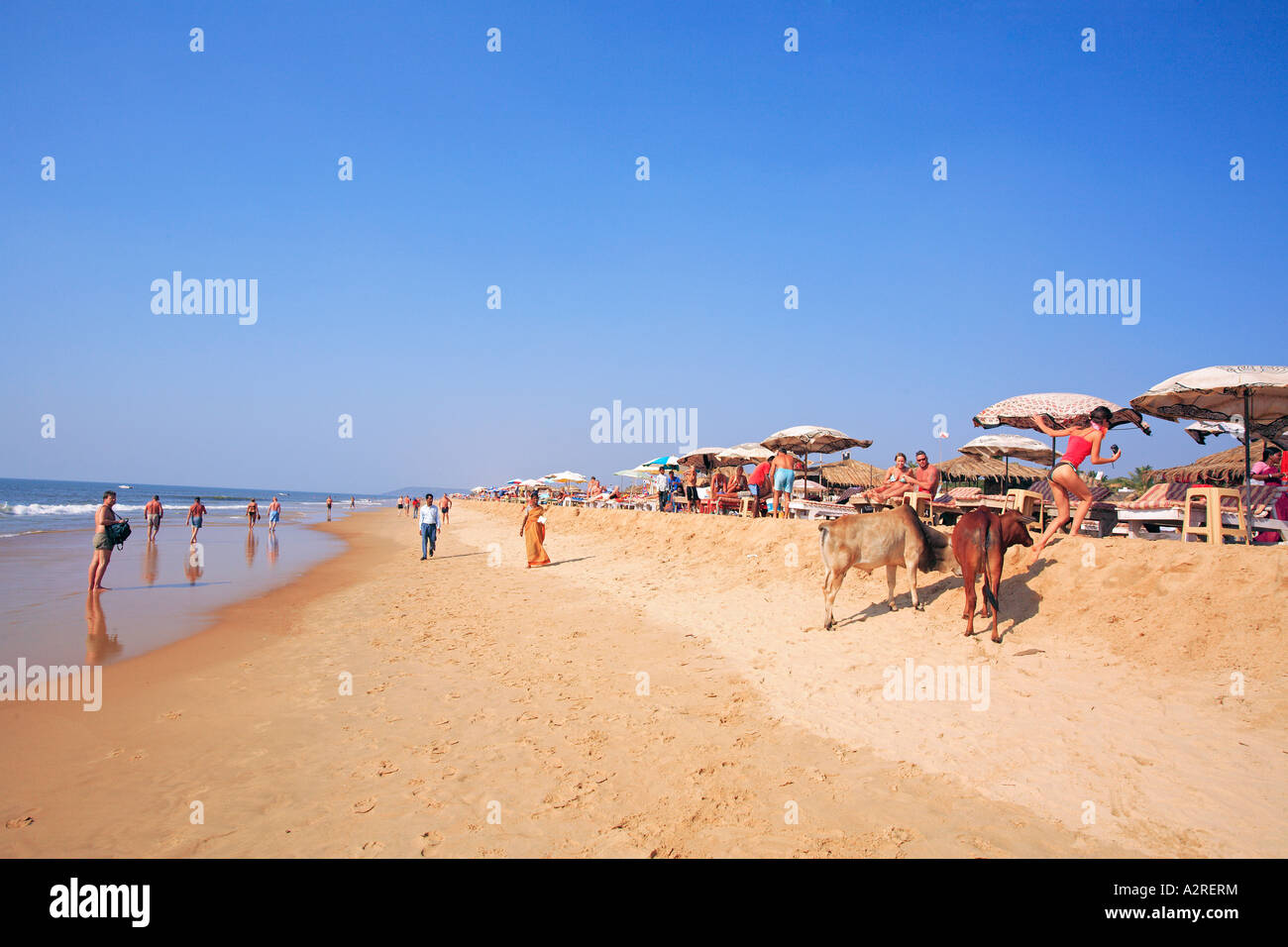 Goan cow hi-res stock photography and images - Alamy