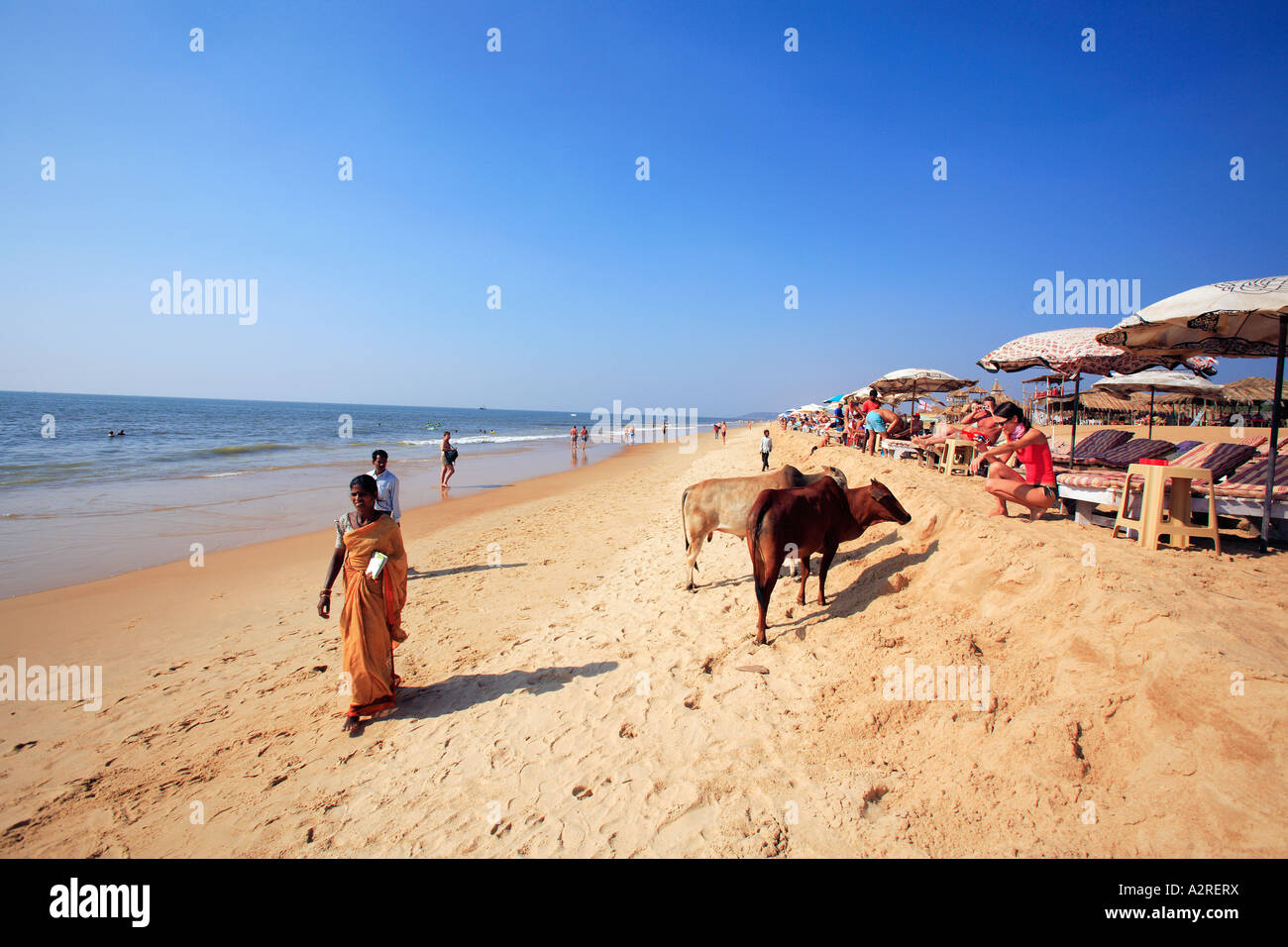 Goan cow hi-res stock photography and images - Alamy