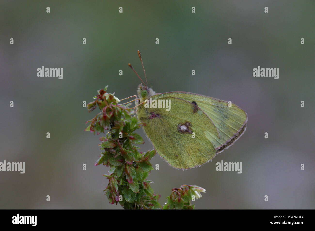 Colias hi-res stock photography and images - Alamy