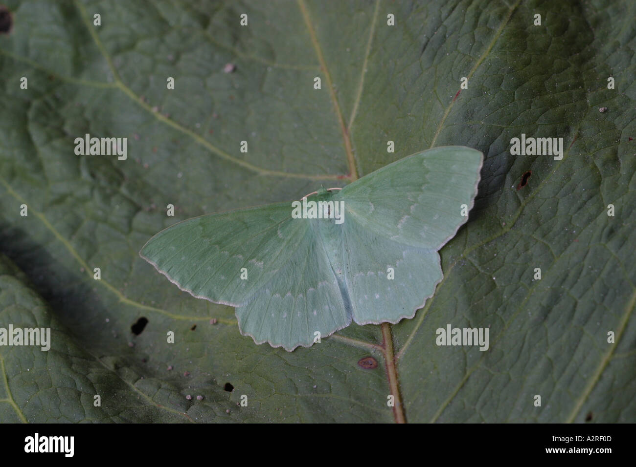Large emerald moth hi-res stock photography and images - Alamy