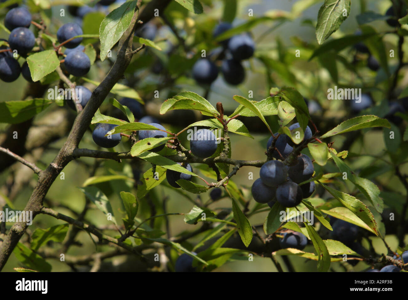 Sloe or Blackthorn Prunus spinosa fruit berry Stock Photo - Alamy