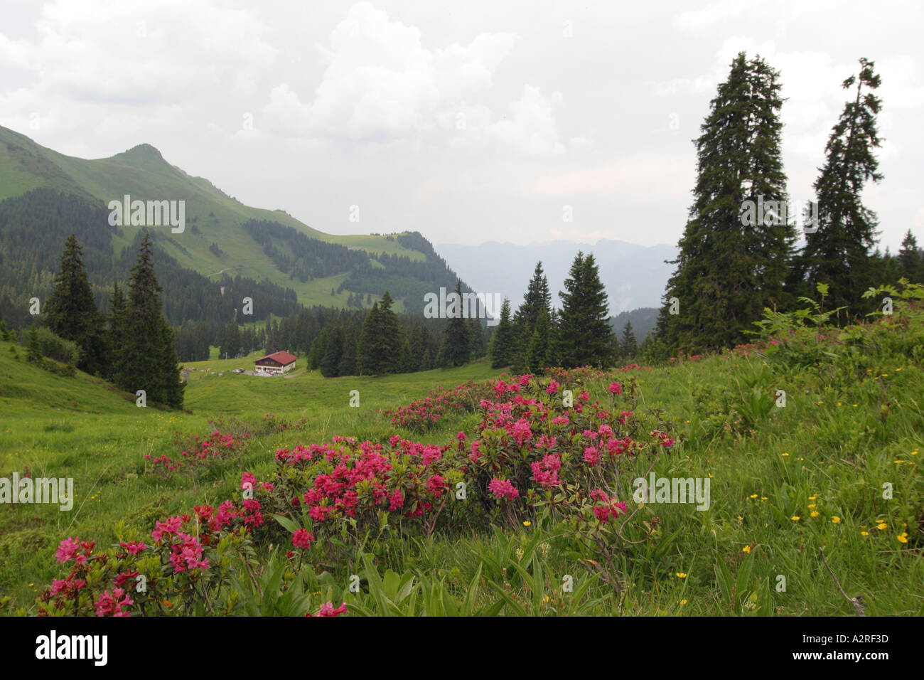 Alpine rose (rosa pendulina) hi-res stock photography and images - Alamy