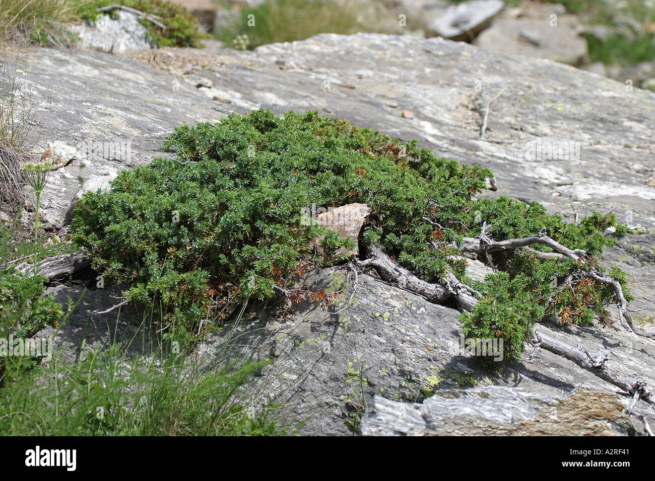 common juniper Juniperus communis ssp nana but also treated as ssp ...