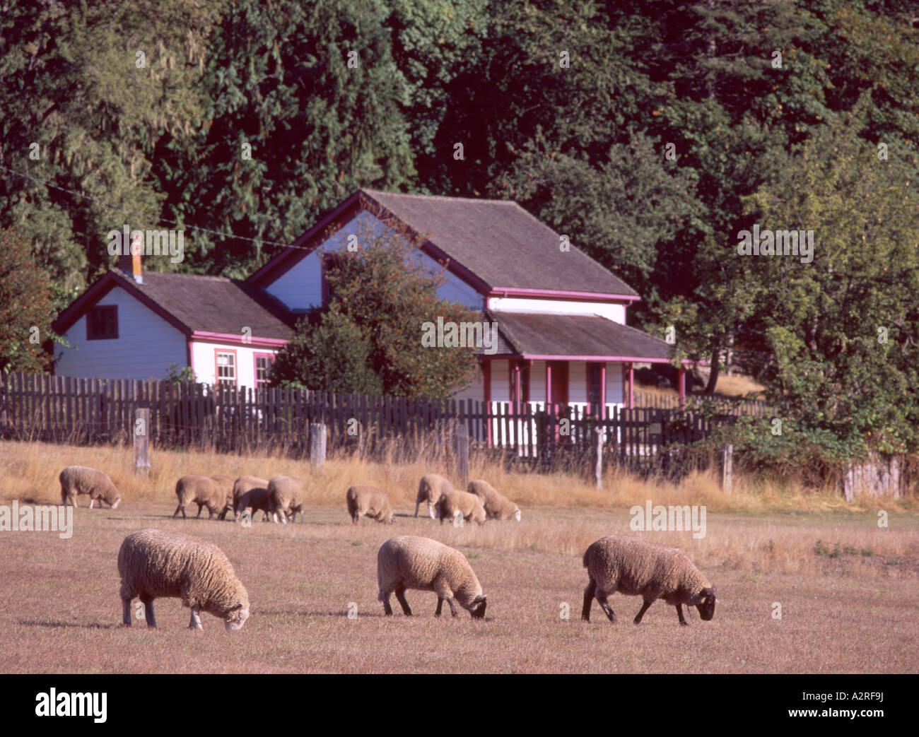 Bc sheep grazing pasture farm hi-res stock photography and images - Alamy