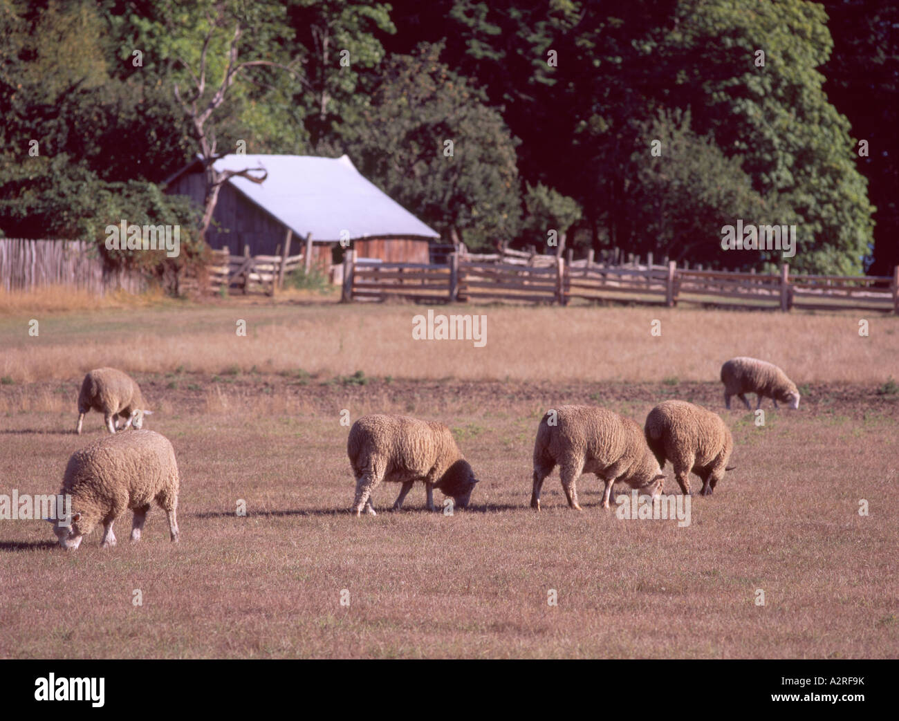Bc sheep grazing pasture farm hi-res stock photography and images - Alamy
