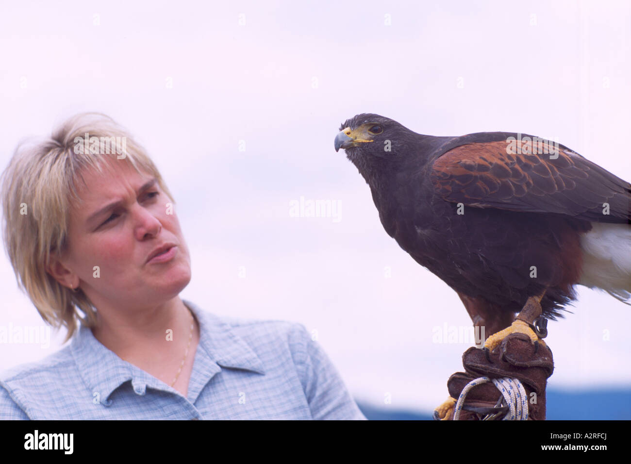 Harris hawk trained in falconry hi-res stock photography and images - Alamy