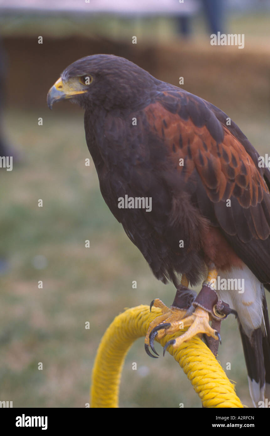 American harris hawk falconry perch hi-res stock photography and images ...