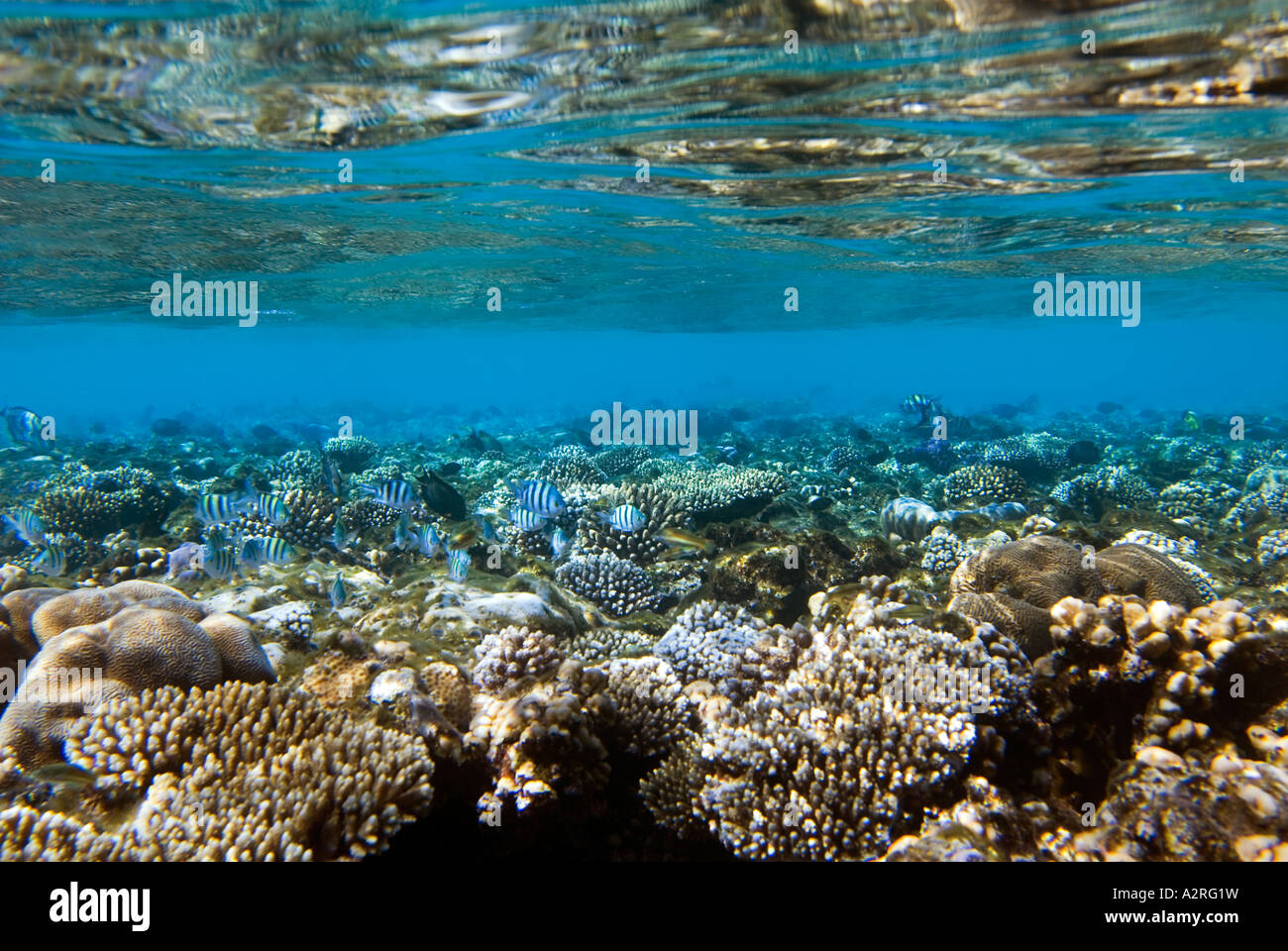 Coral reef and Indopacific sergeant Sergent major fish damsel ...