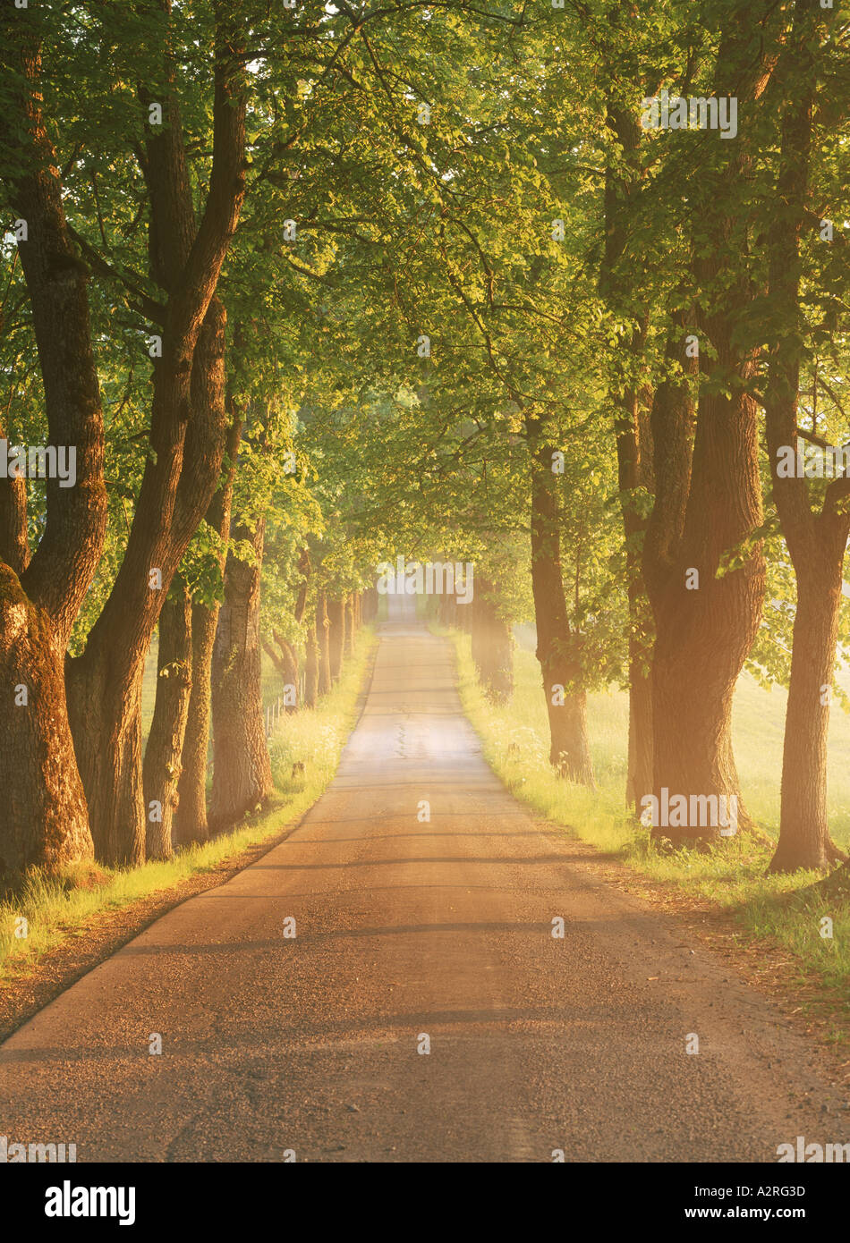 Tree-lined country road in Sweden at sunrise Stock Photo - Alamy