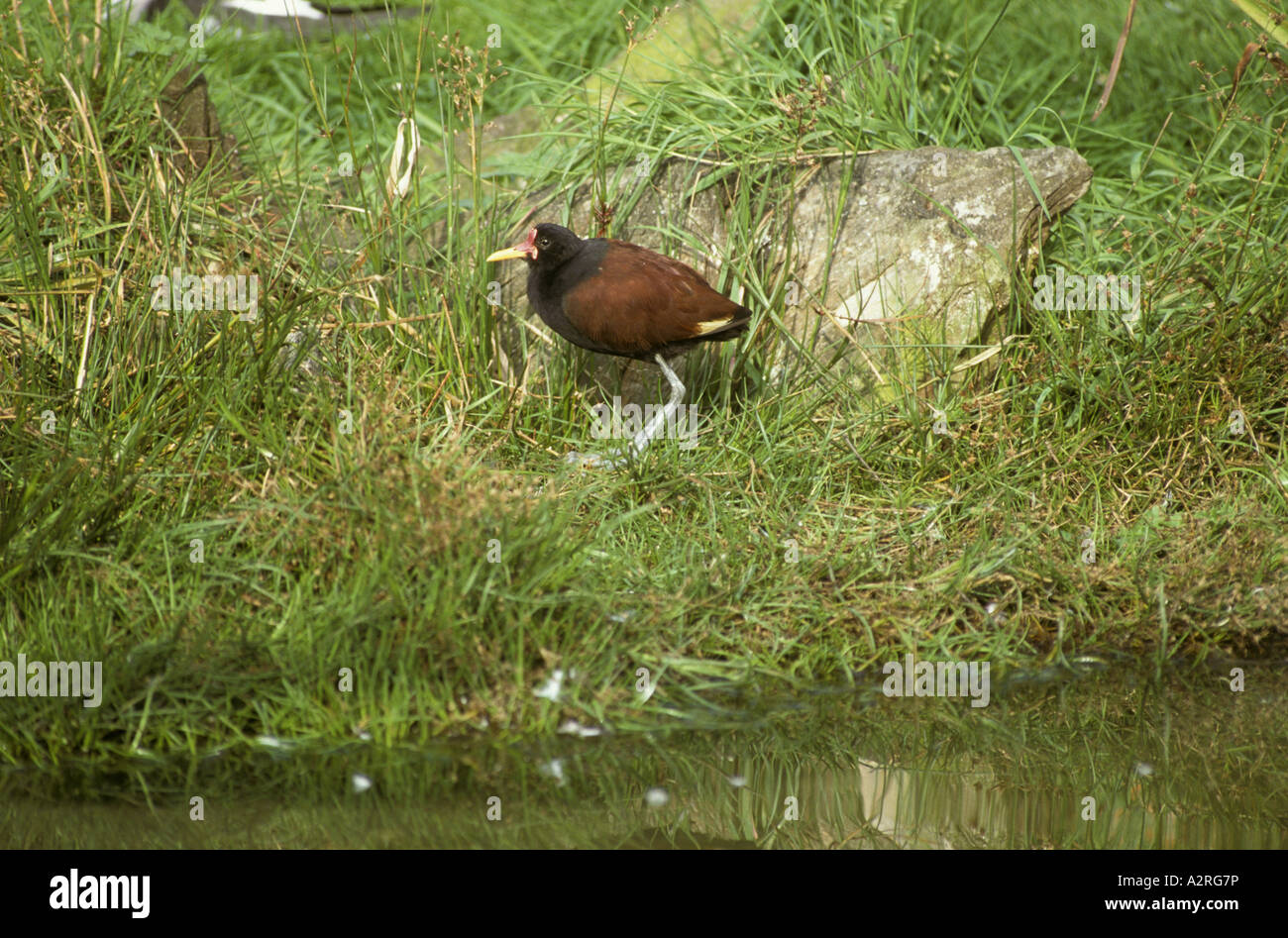 Wattled Jacana Jacana jacana Stock Photo - Alamy
