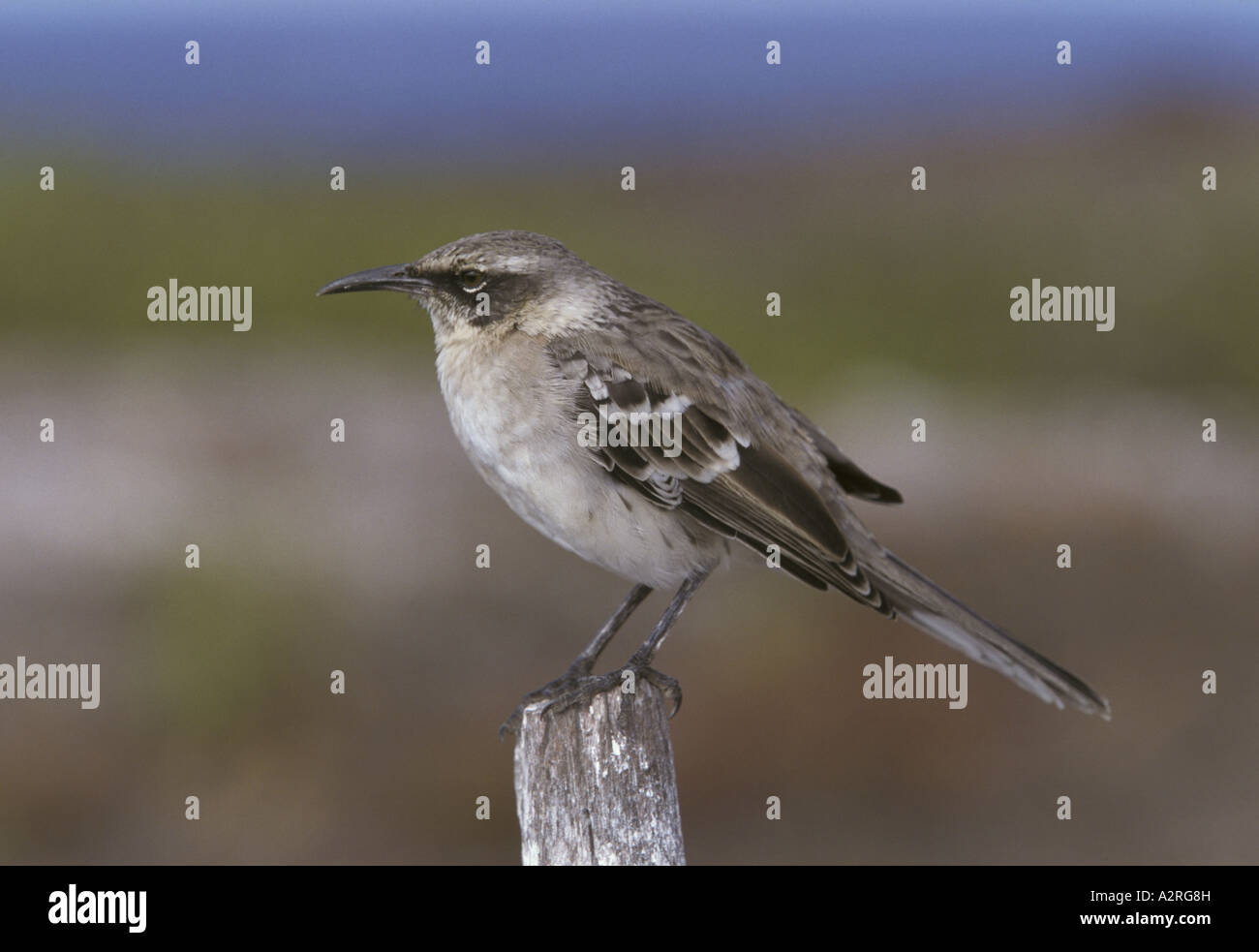 Tower Island Mockingbird High Resolution Stock Photography and Images ...