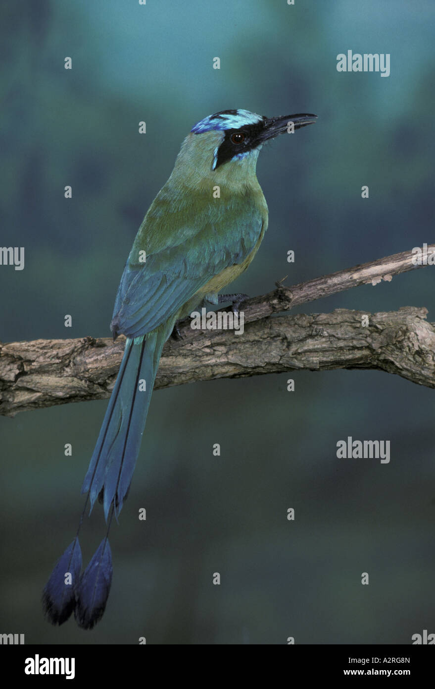 Blue crowned Motmot Momotus momota Close up perched on branch Stock ...