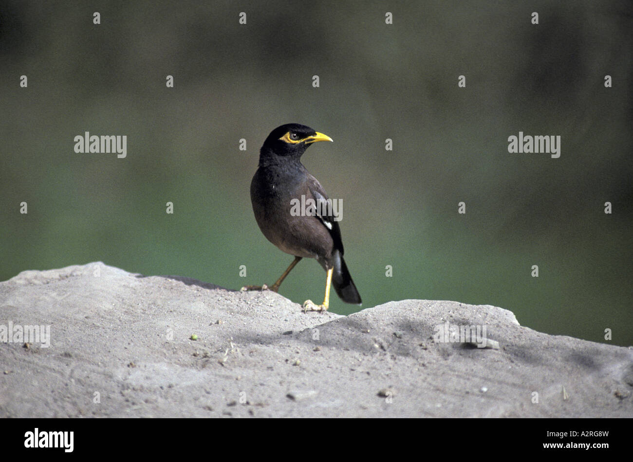 Tristis rock hi-res stock photography and images - Alamy