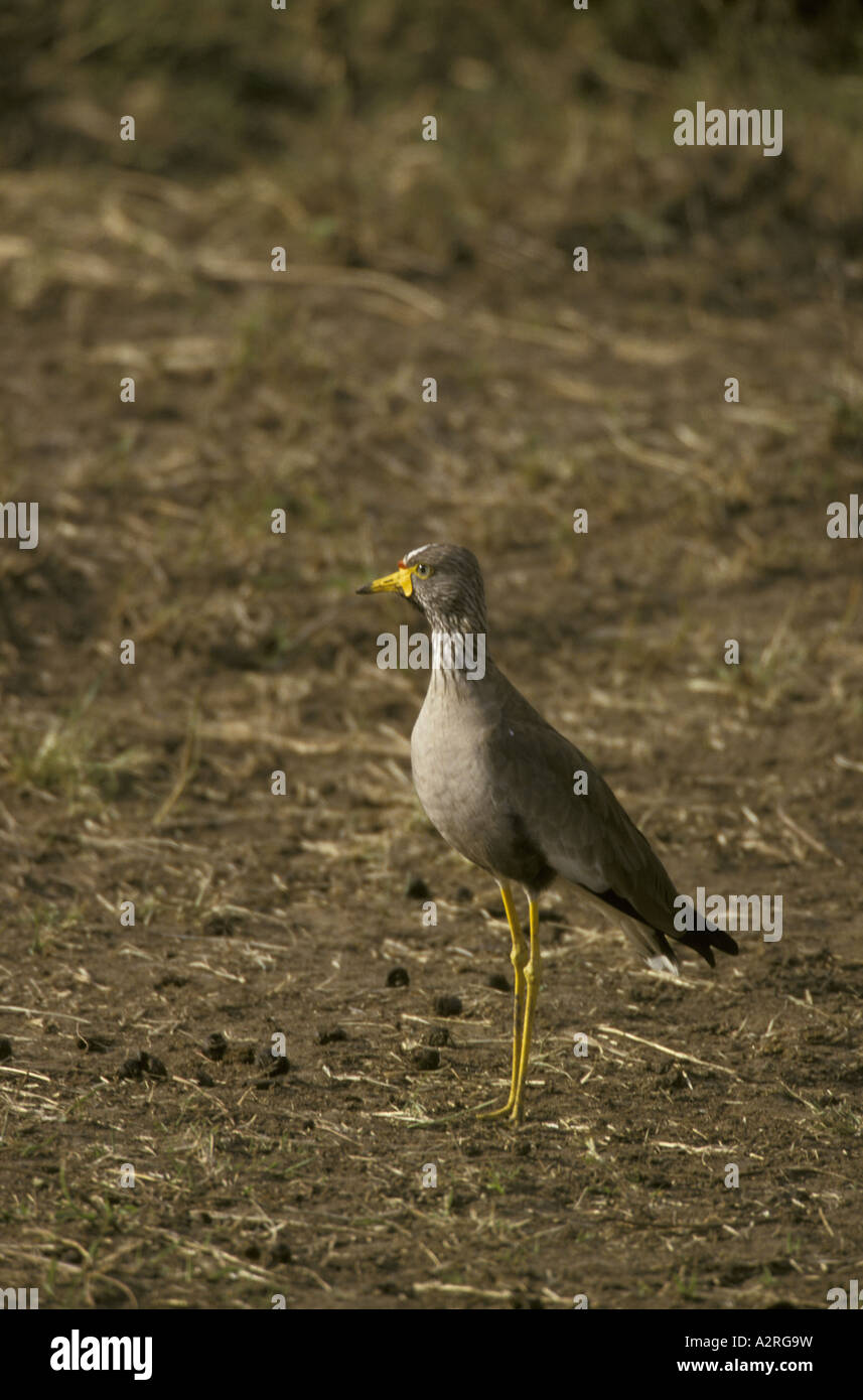 Wattled Plover Vanellus senegallus Kenya Stock Photo - Alamy