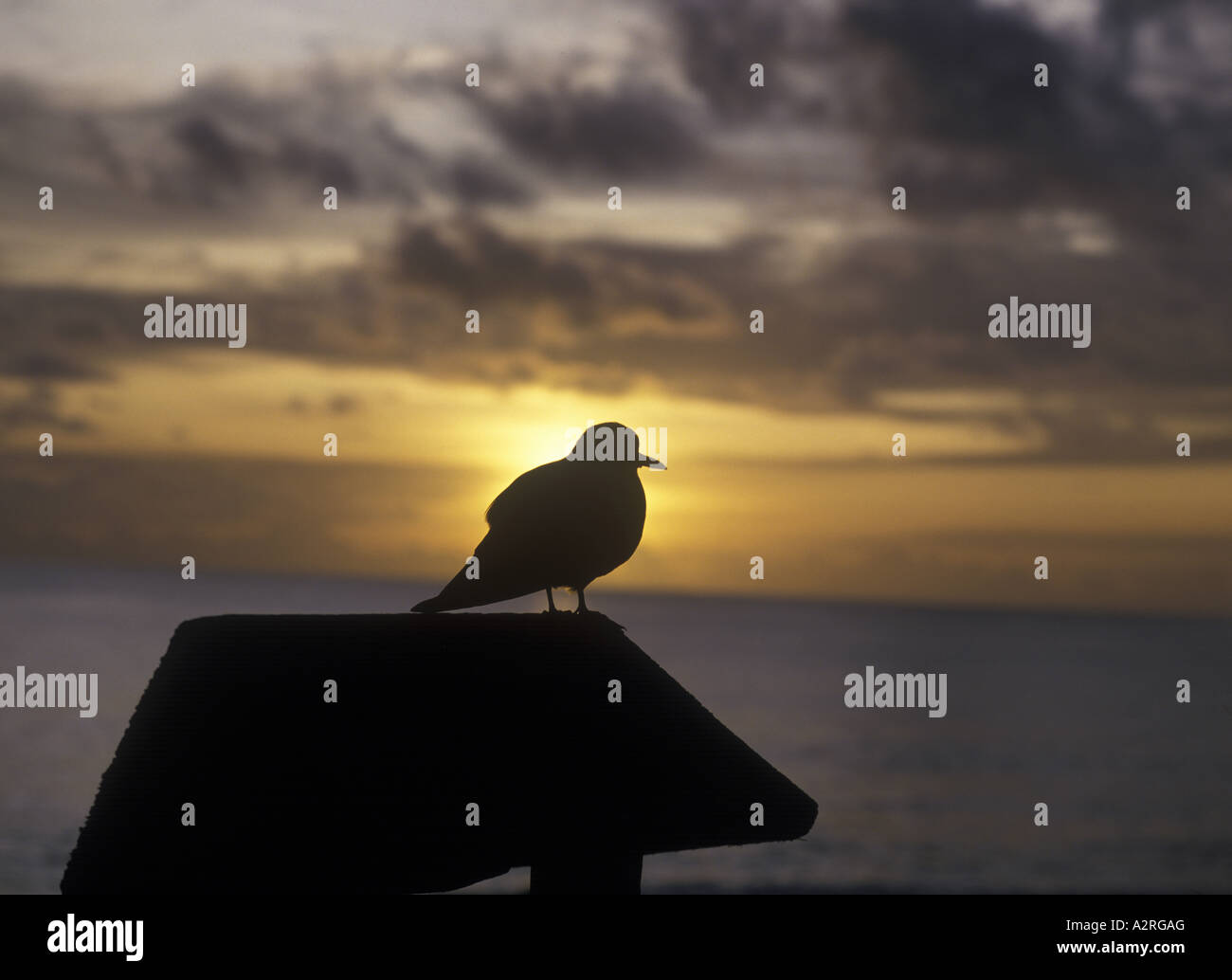 Noddy Brown Common Anous stolidus At sunset Stock Photo - Alamy