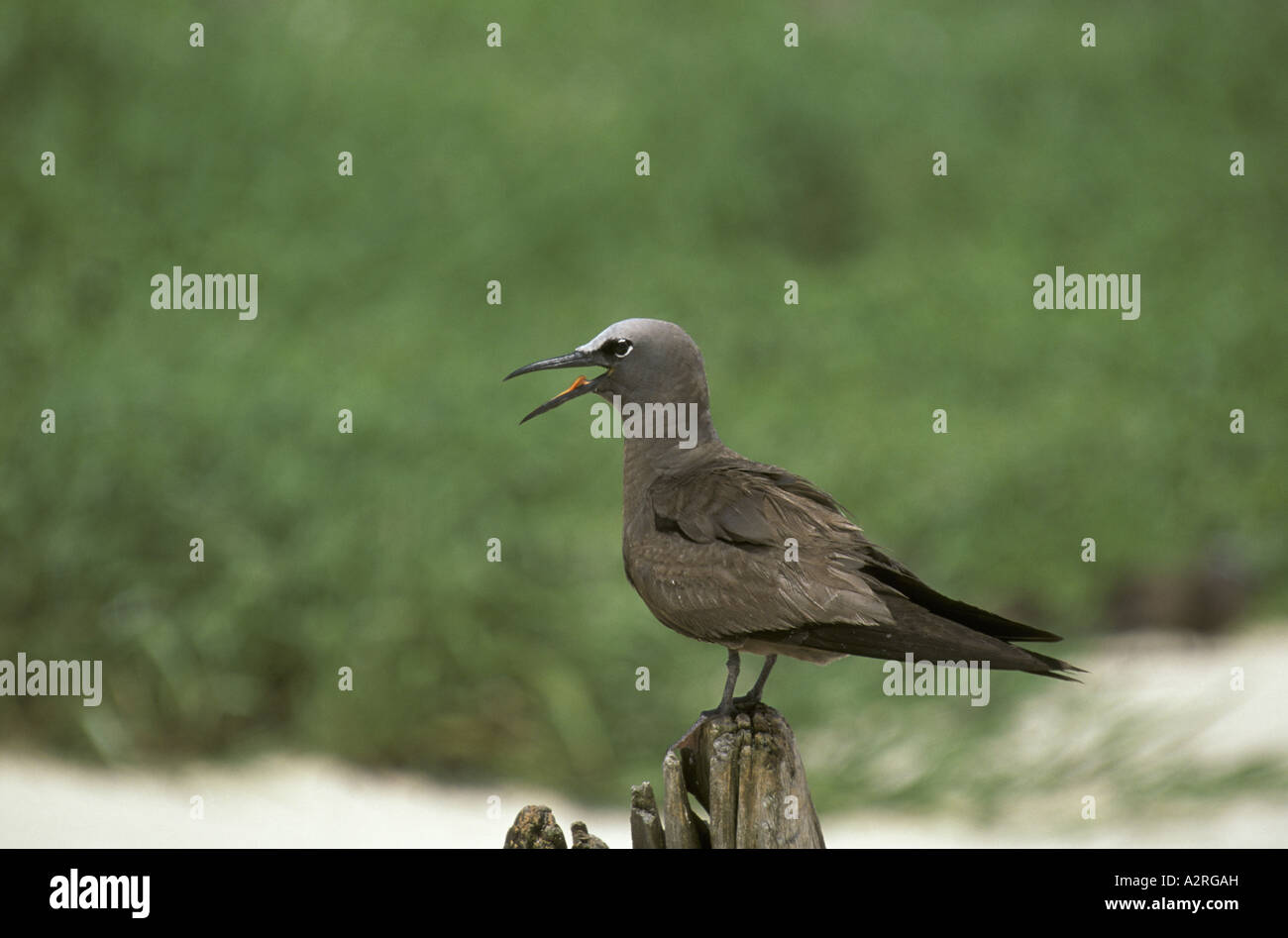Common Noddy Anous stolidus Australia Stock Photo - Alamy
