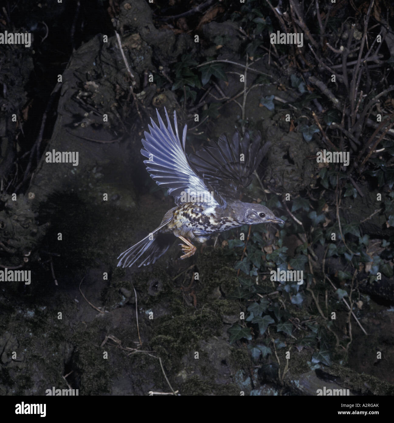 Mistle Thrush Turdus viscivorus In flight Stock Photo - Alamy