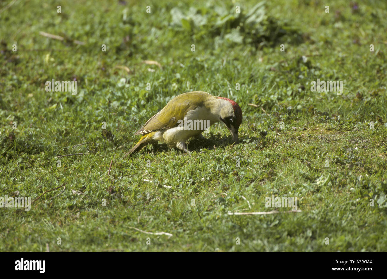 Bird probing for insects hi-res stock photography and images - Alamy