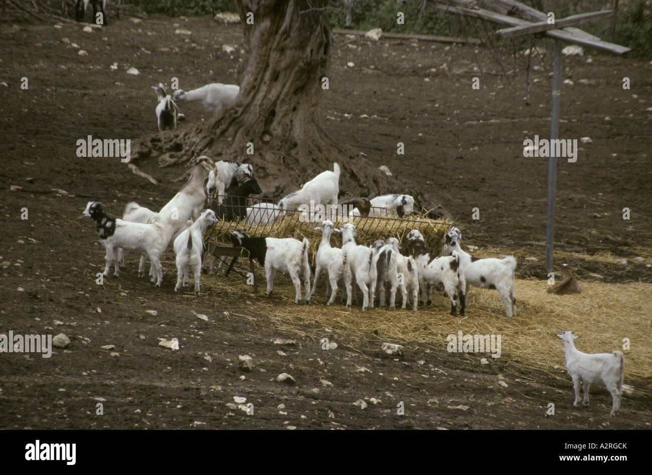 Domestic Goat Goats at feeding trough Cyprus Stock Photo - Alamy