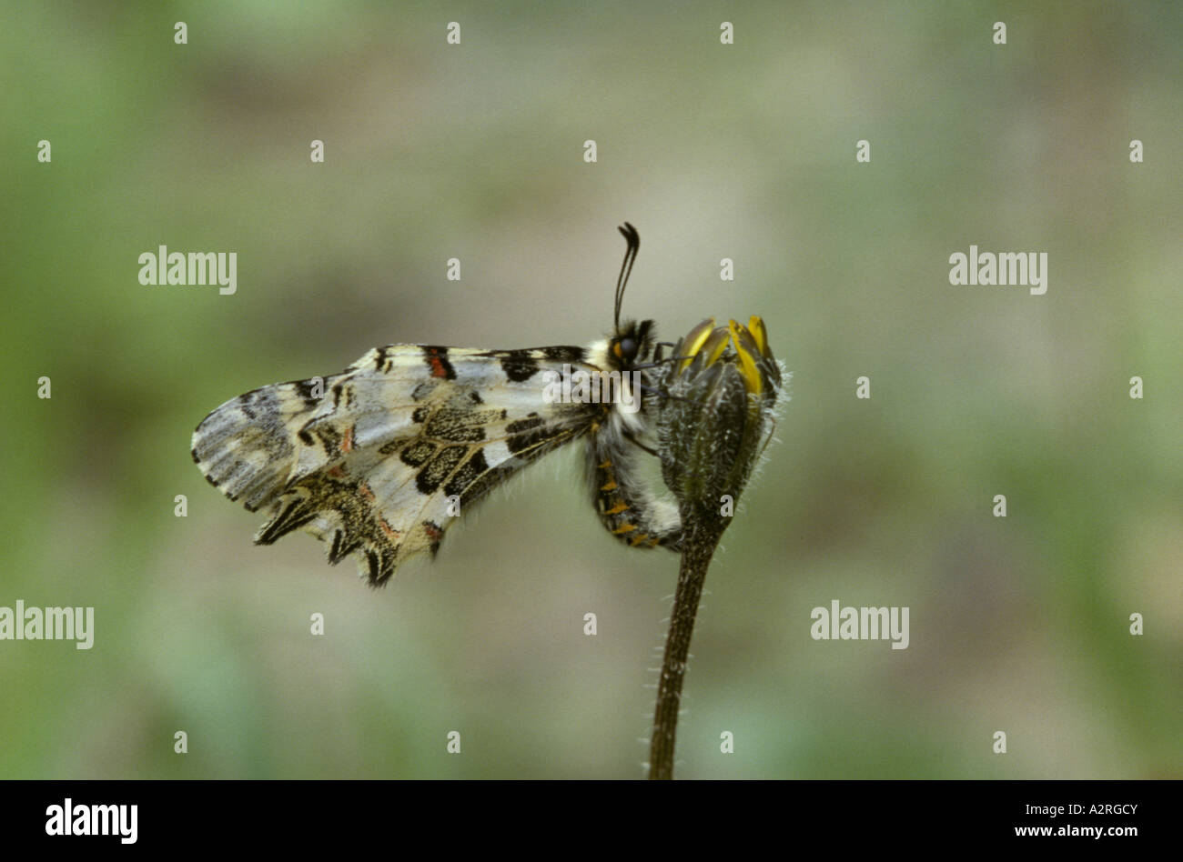 Insects of cyprus hi-res stock photography and images - Alamy