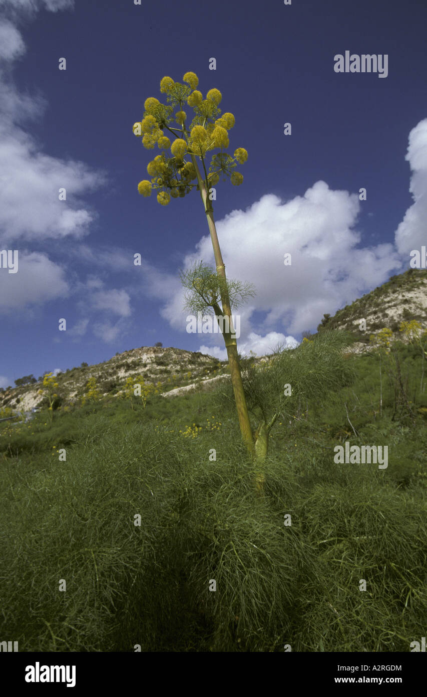 Giant Fennel Ferula communis Stock Photo - Alamy
