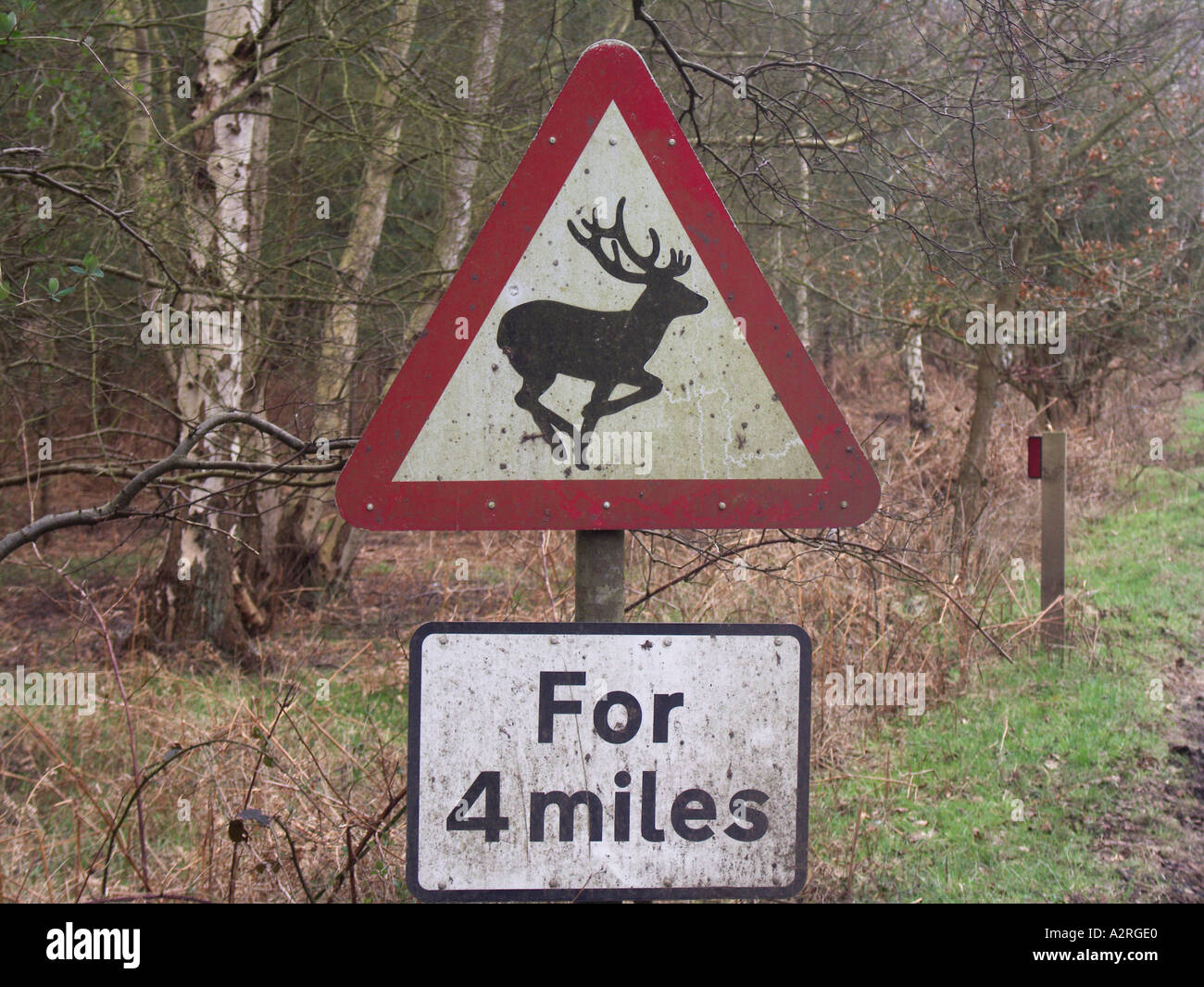 Road sign deer warning in woods Stock Photo - Alamy
