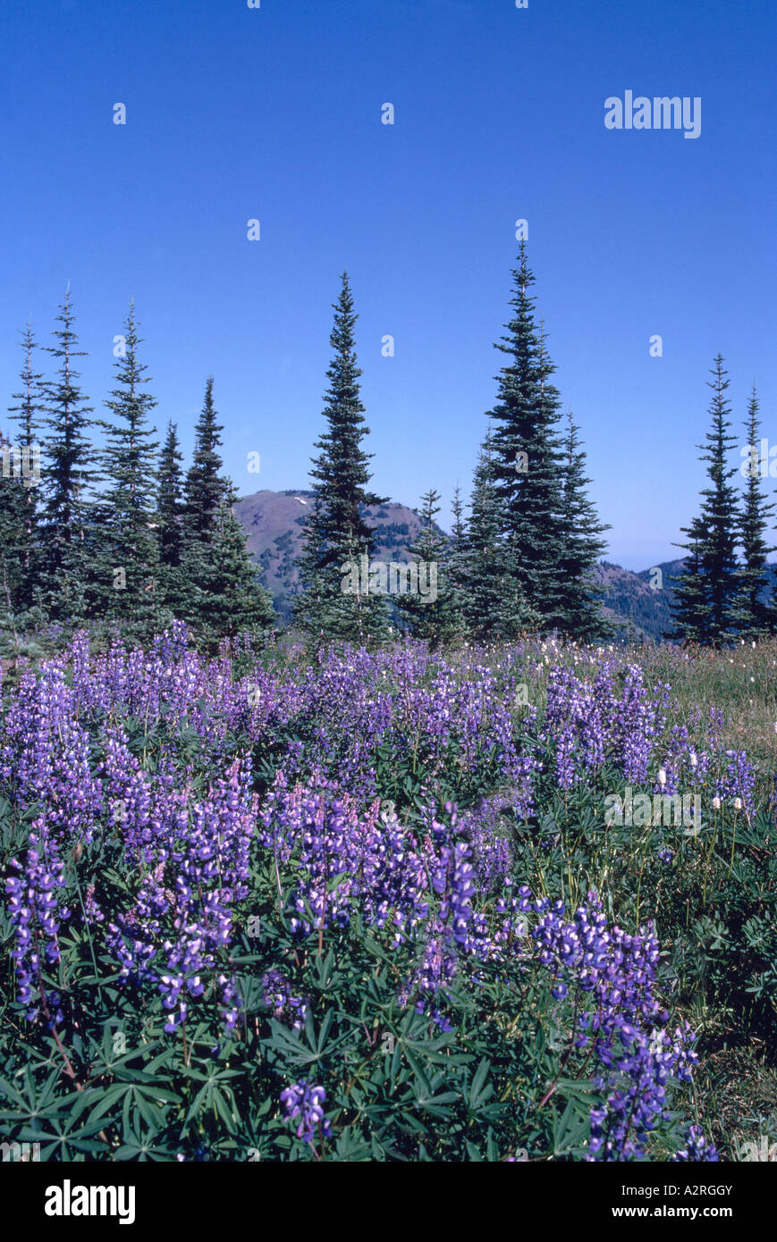 Olympic National Park, Washington State, USA - Alpine Lupine (Lupinus ...