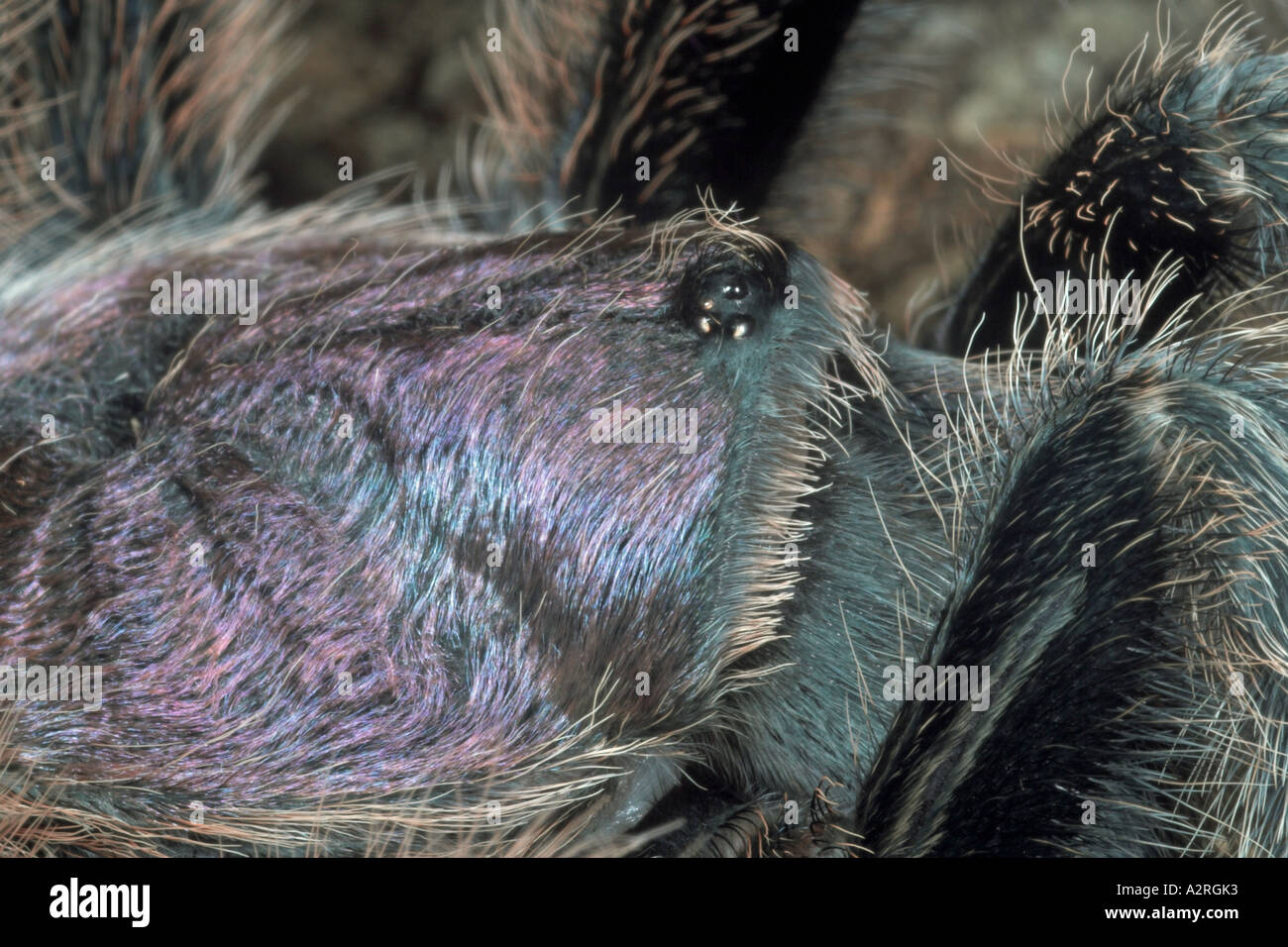 Head carapace insect hi-res stock photography and images - Alamy