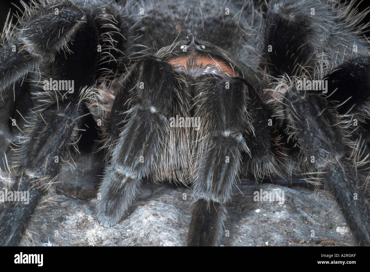 Female Curly Haired Tarantula Brachypelma albopilosum Stock Photo - Alamy