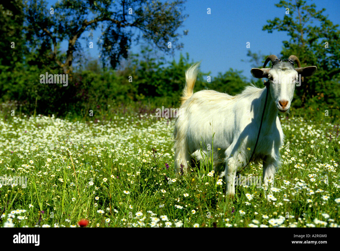 Goat Greek Greece herdsman cattle Stock Photo - Alamy