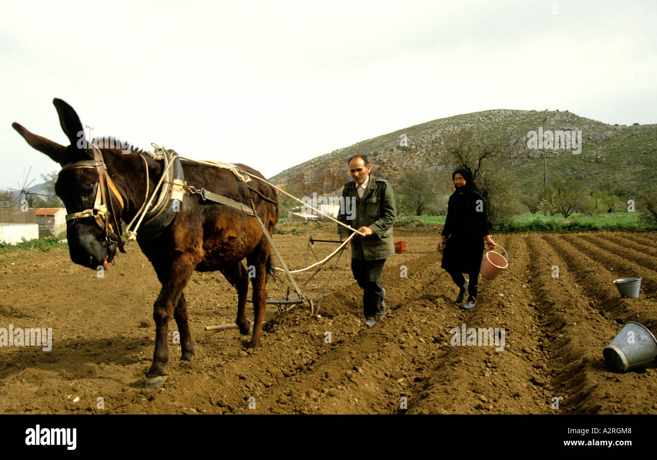 Donkey ploughman plougher plough peloponnese Greek Greece Farm house ...