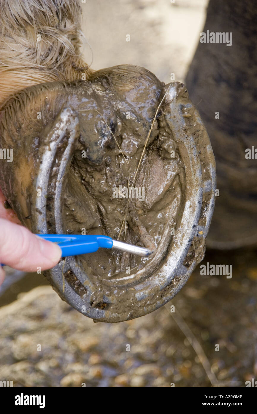 picking out horses foot Stock Photo - Alamy