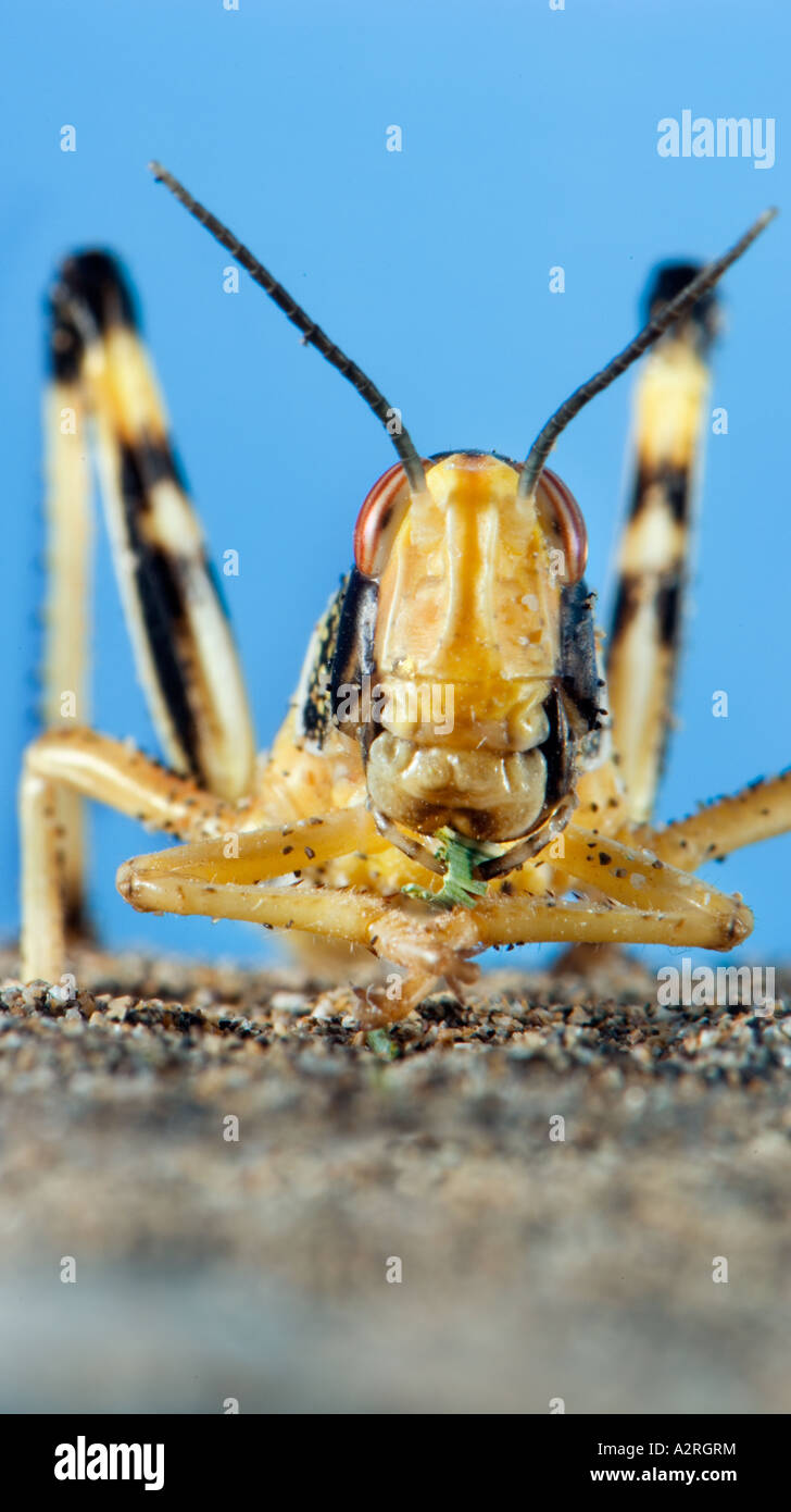 locust grasshopper hopper of waste land wilderness desert wasteland ...
