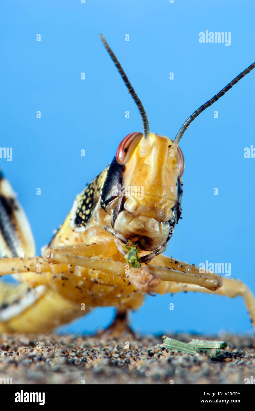 Locust plague grass hopper hi-res stock photography and images - Alamy