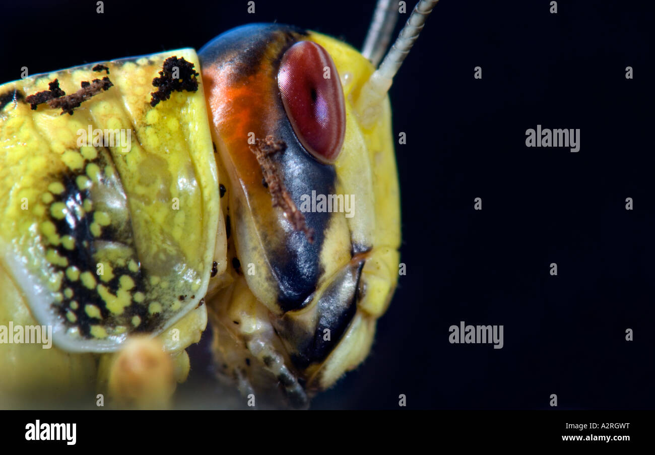 locust grasshopper hopper of waste land wilderness desert wasteland ...